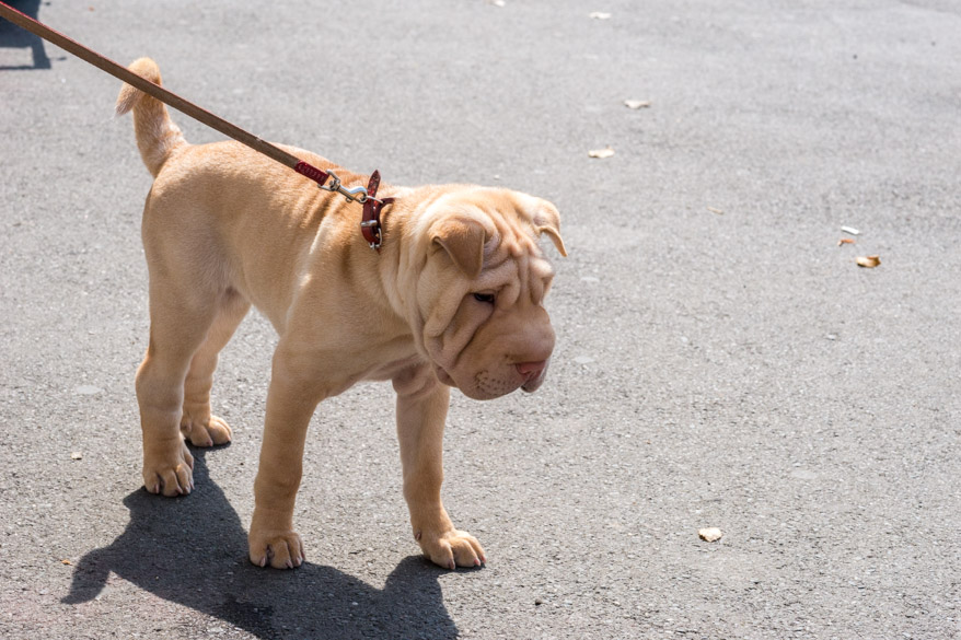 Cea mai simpatică chestie pe care ai văzut-o azi [fotografia zilei de ...