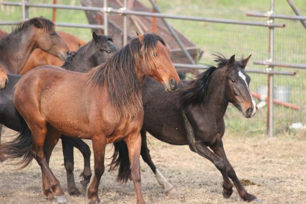 Barbari urati, ucigasi pentru bani. - cabral.ro